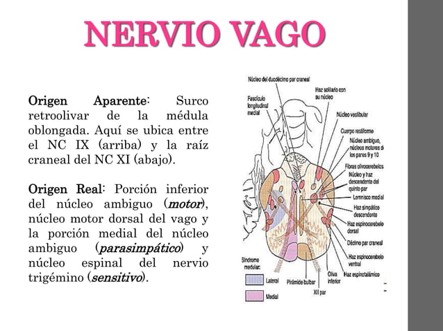 Examen X Par Craneal (Nervio Vago) | PPTX