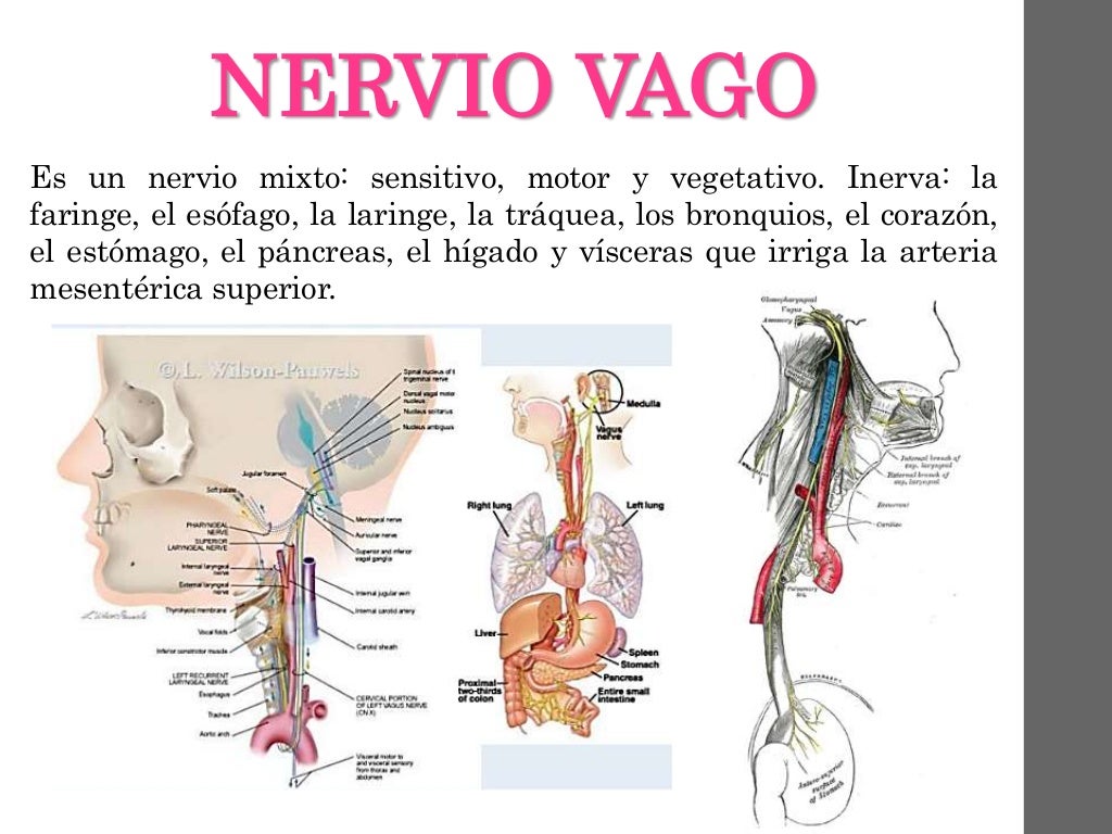 Examen X Par Craneal (Nervio Vago)