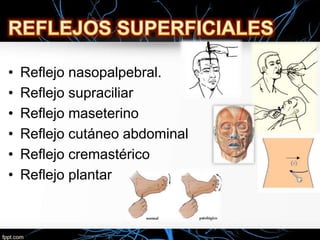 Evaluación neurológica | PPTX