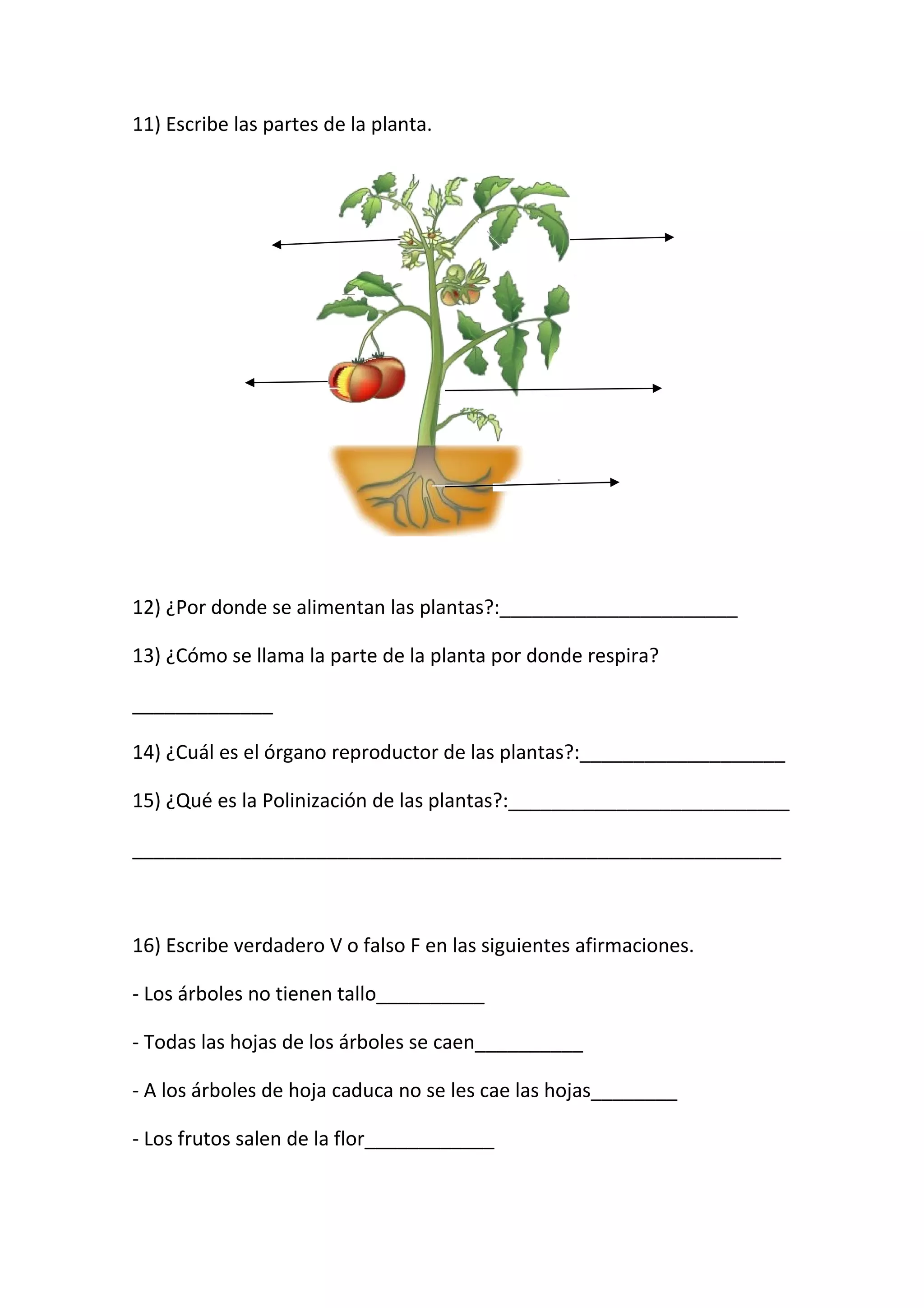 Examen plantas alto | PDF
