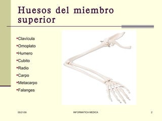 Miembro superior anatomia | PPT