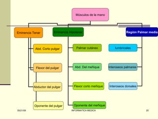 Miembro superior anatomia | PPT