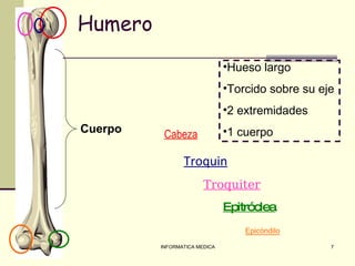 Miembro superior anatomia | PPT