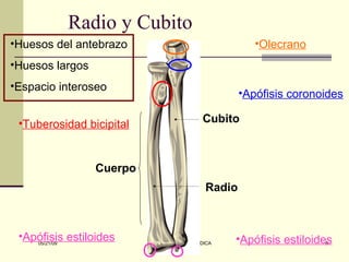 Miembro superior anatomia | PPT