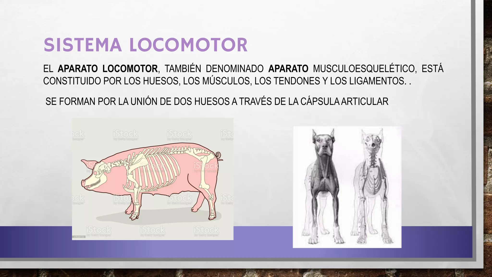 Examen Sistema Locomotor Animales.pdf