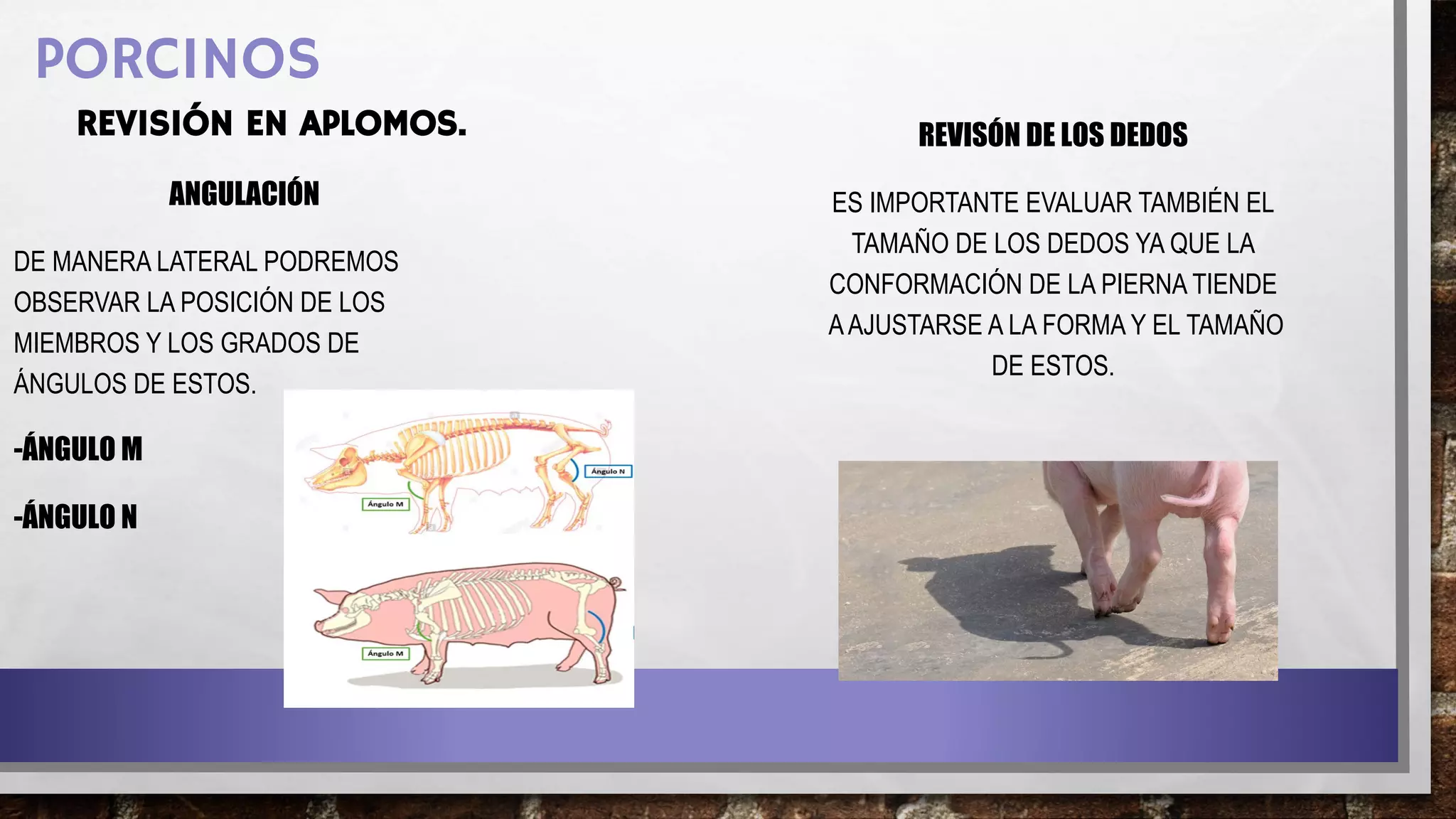 Examen Sistema Locomotor Animales.pdf