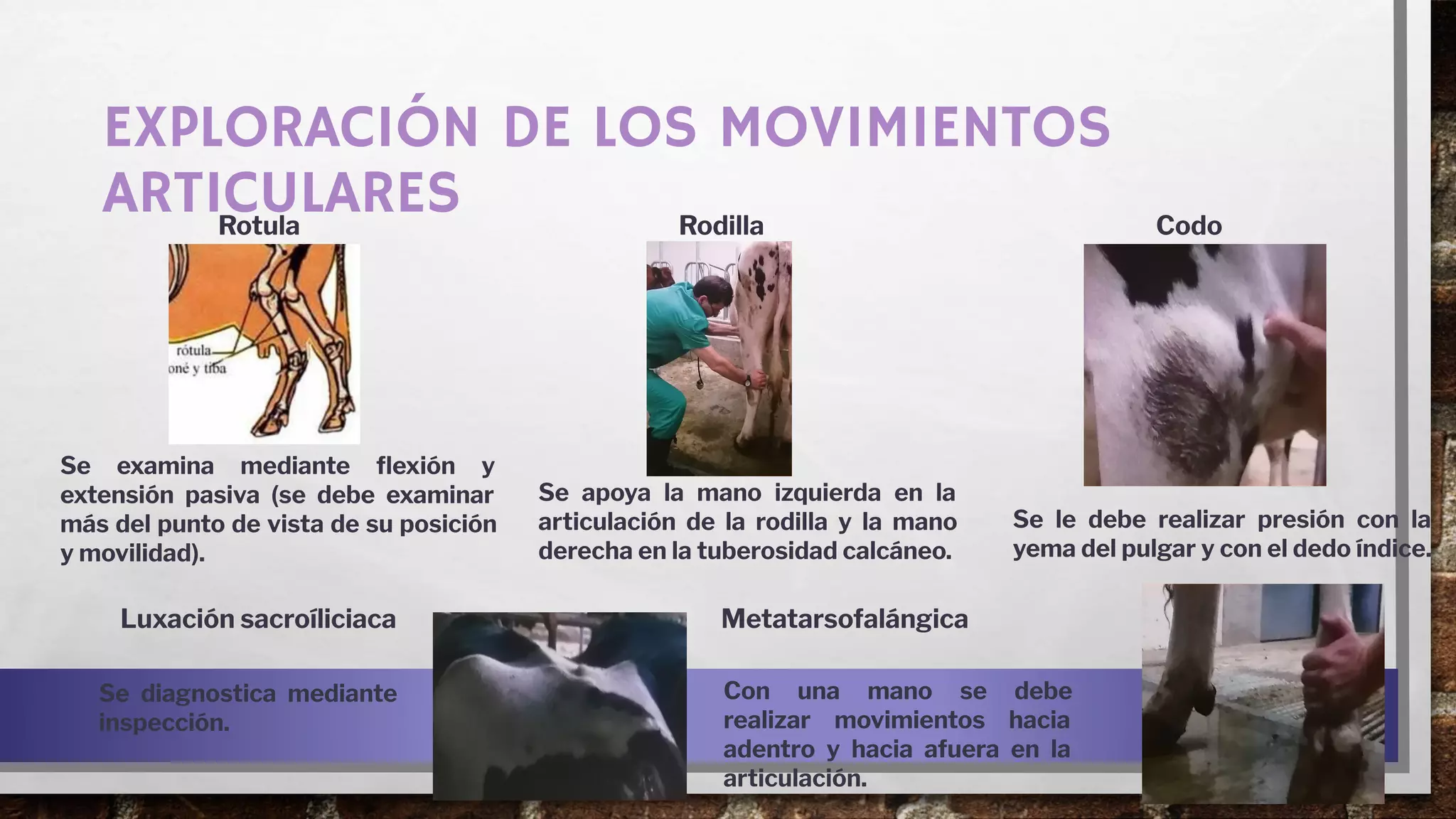 Examen Sistema Locomotor Animales.pdf
