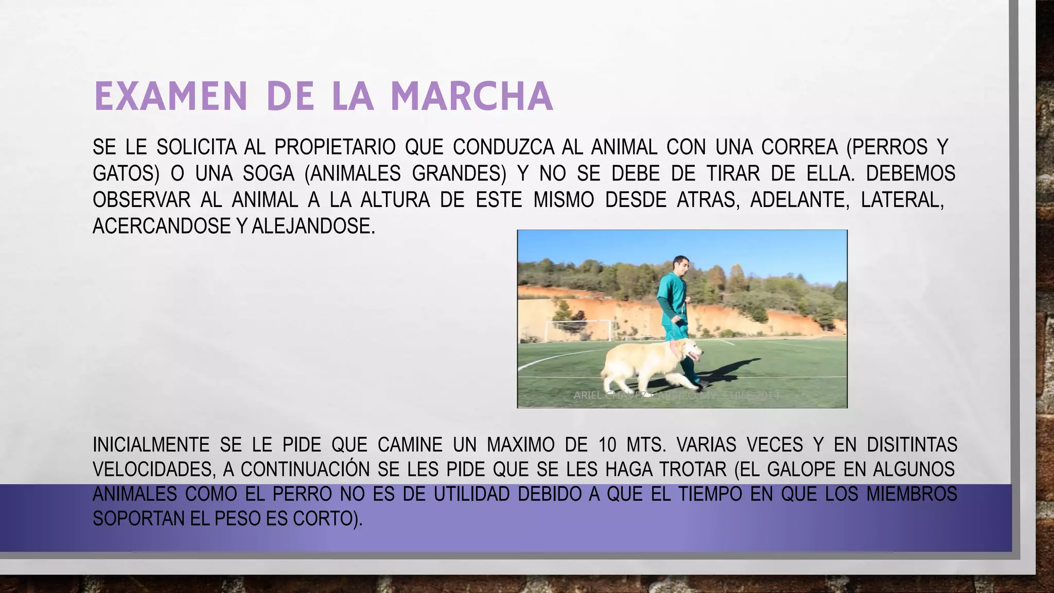 Examen Sistema Locomotor Animales.pdf