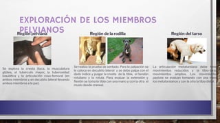 Examen Sistema Locomotor Animales.pdf