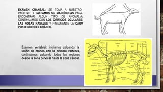 Examen Sistema Locomotor Animales.pdf