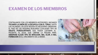 Examen Sistema Locomotor Animales.pdf