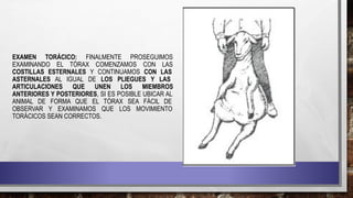 Examen Sistema Locomotor Animales.pdf