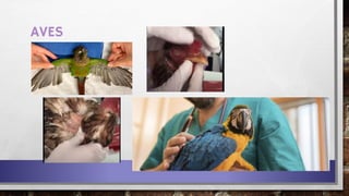 Examen Sistema Locomotor Animales.pdf