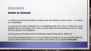 Examen Sistema Locomotor Animales.pdf