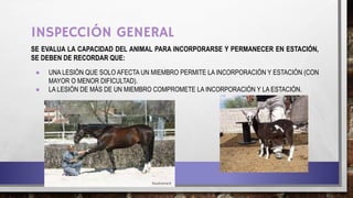 Examen Sistema Locomotor Animales.pdf
