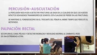 Examen Sistema Locomotor Animales.pdf