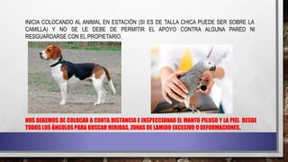 Examen Sistema Locomotor Animales.pdf