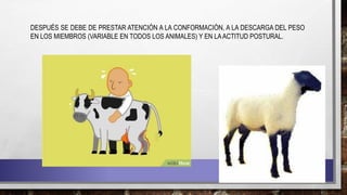 Examen Sistema Locomotor Animales.pdf