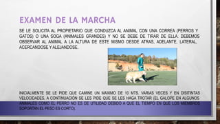 Examen Sistema Locomotor Animales.pdf