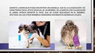 Examen Sistema Locomotor Animales.pdf