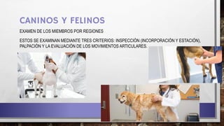Examen Sistema Locomotor Animales.pdf