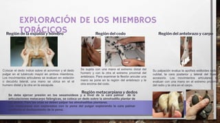 Examen Sistema Locomotor Animales.pdf