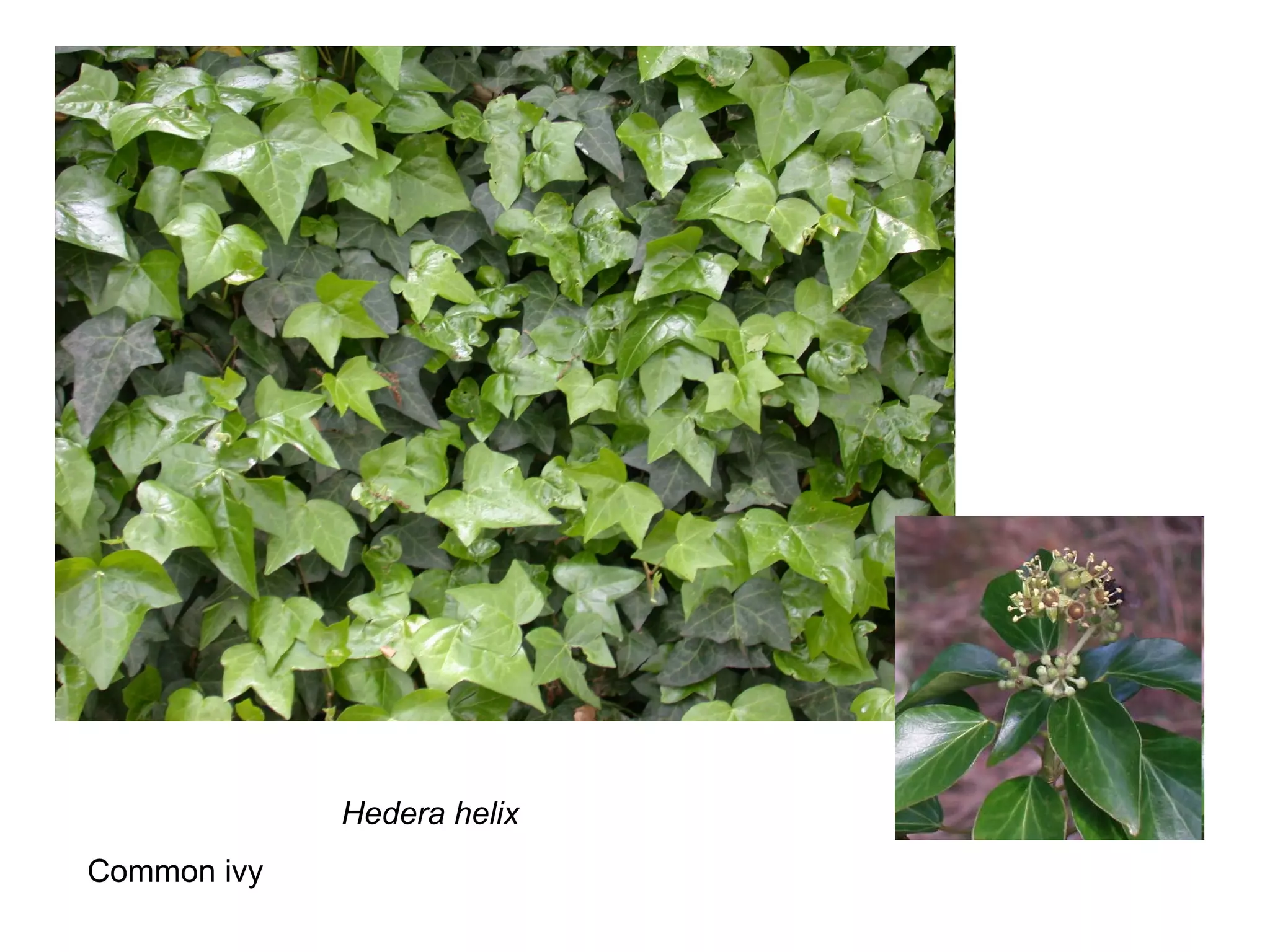 Rhs 2 Plant Idents Ground Cover | PPT