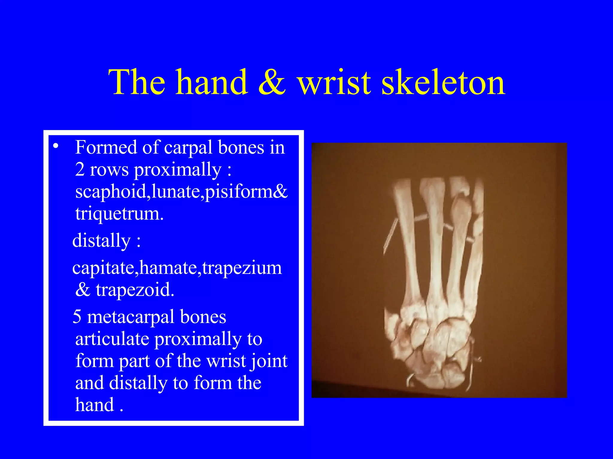 Examination Of The Hand & Wrist | PPT