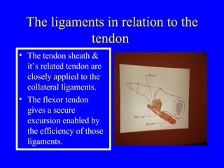 Examination Of The Hand & Wrist | PPT