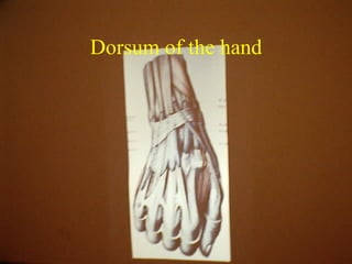 Examination Of The Hand & Wrist | PPT
