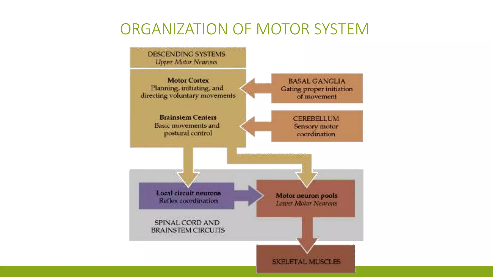 Examination of the motor system | PPTX