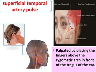 Examination of arterial and venous pulse Mbbs physiology.pptx