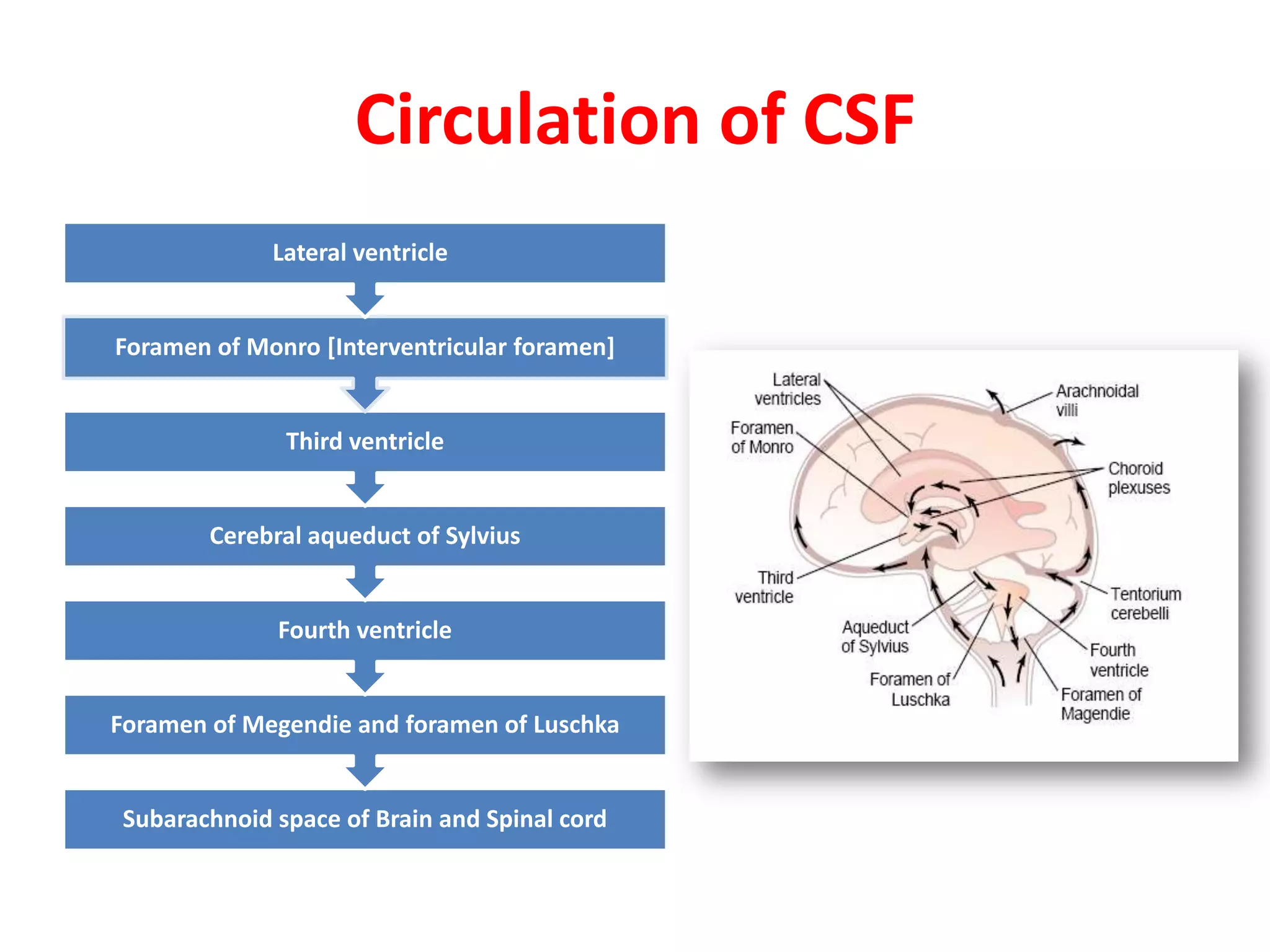 Examination of cerebrospinal fluid presentation mode | PPSX