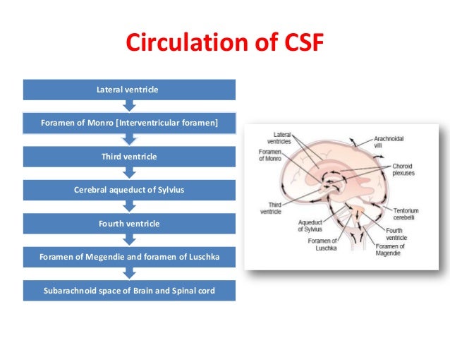 Csf Flow Chart