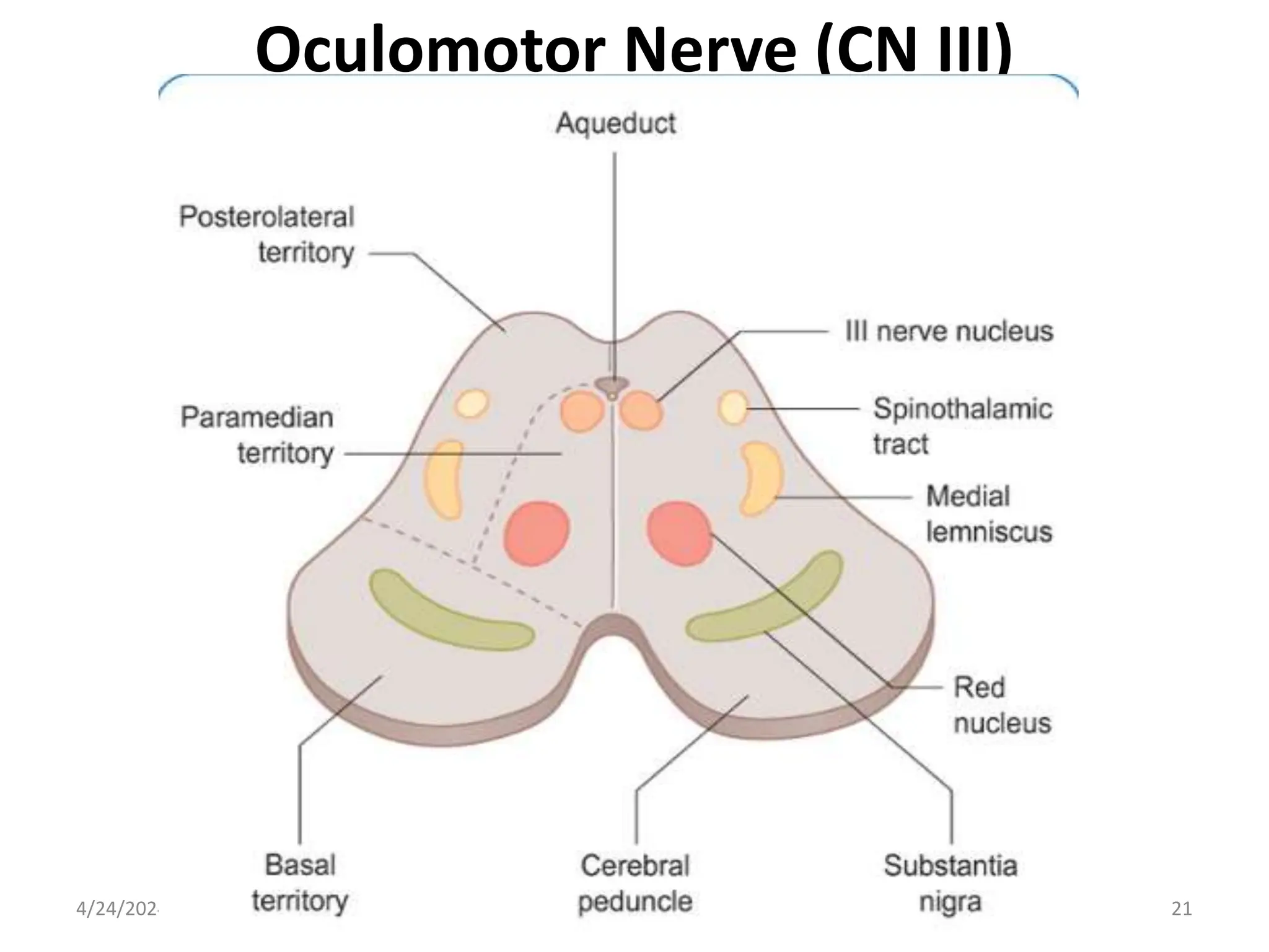 Examination of Cranial Nerves.pptx Anatomy | PPTX