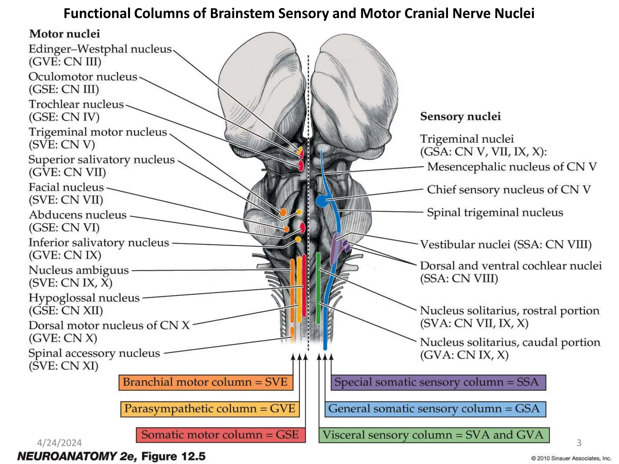 Examination of Cranial Nerves.pptx Anatomy | PPTX | Brain and Nervous ...