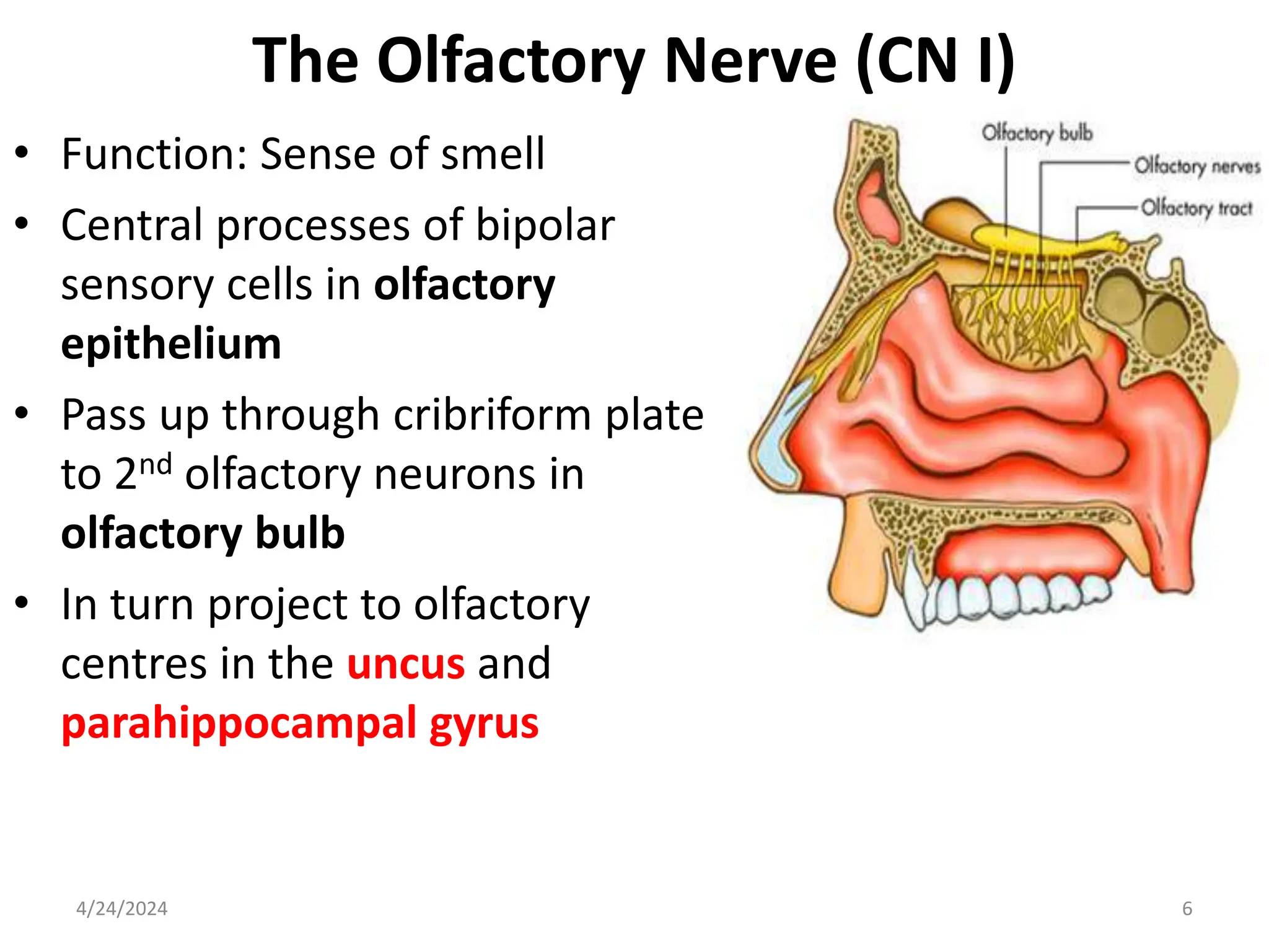 Examination of Cranial Nerves.pptx Anatomy | PPTX