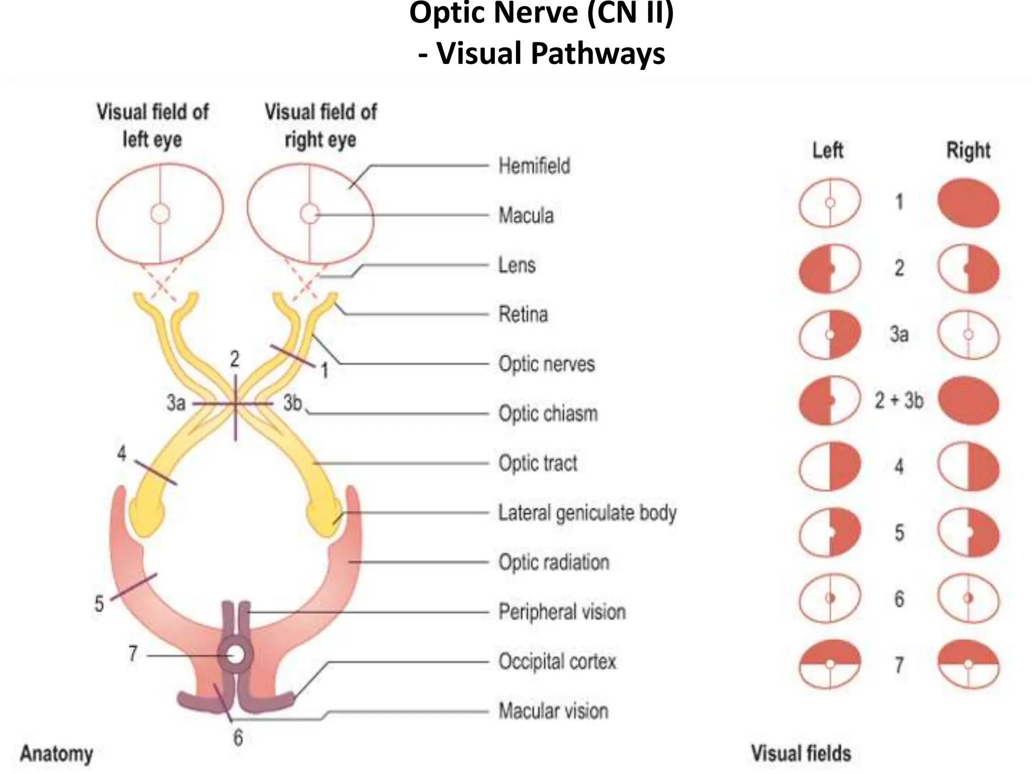 Examination of Cranial Nerves.pptx Anatomy | PPTX