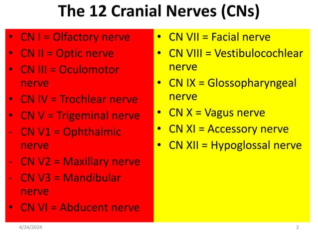 Examination of Cranial Nerves.pptx Anatomy | PPTX | Brain and Nervous ...