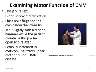 Examination of Cranial Nerves.pptx Anatomy | PPTX