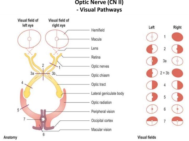 Examination of Cranial Nerves.pptx Anatomy | PPTX | Brain and Nervous System Disorders ...
