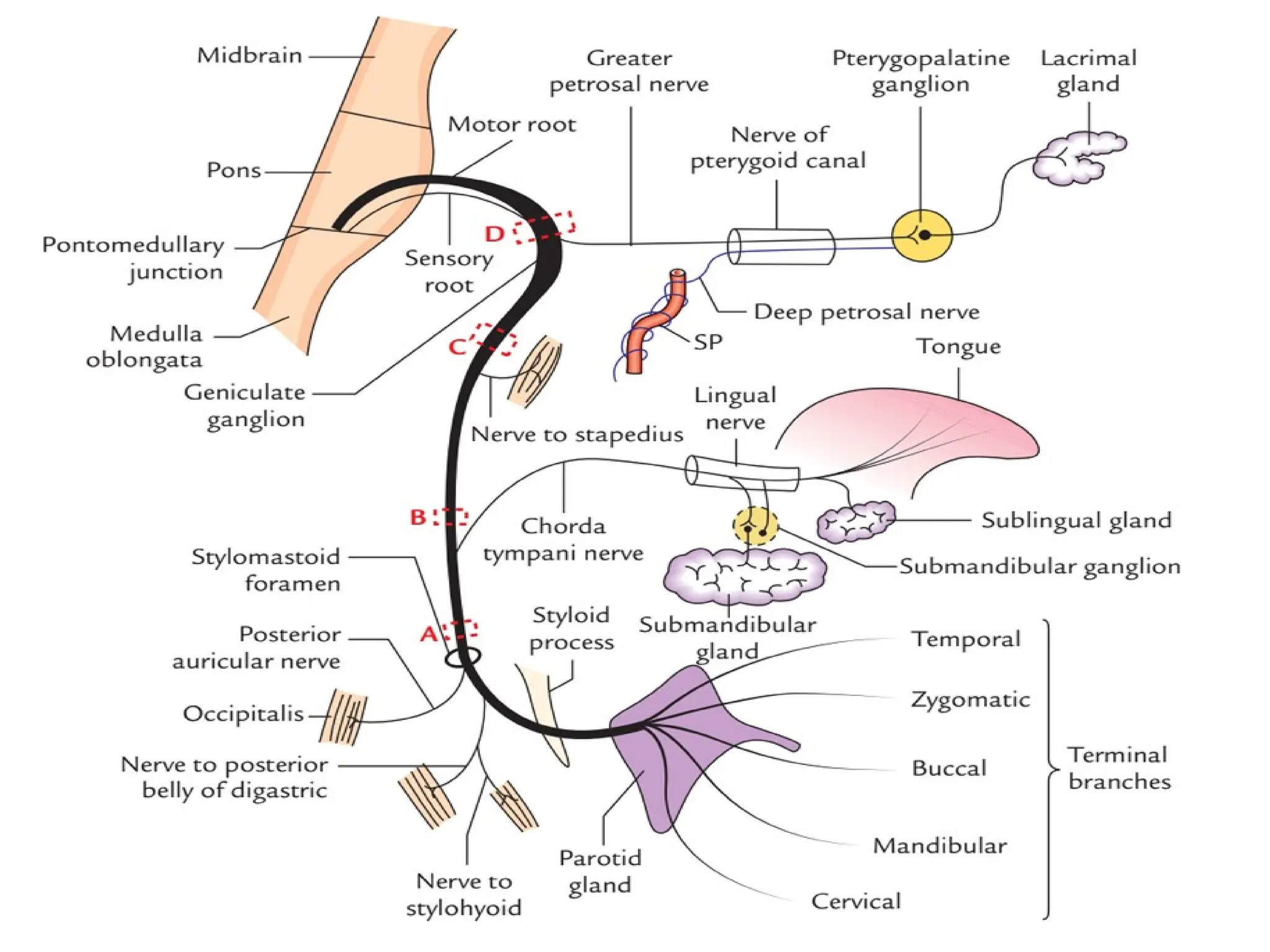 examination_of_cranial_nervessssssssssss | PPT