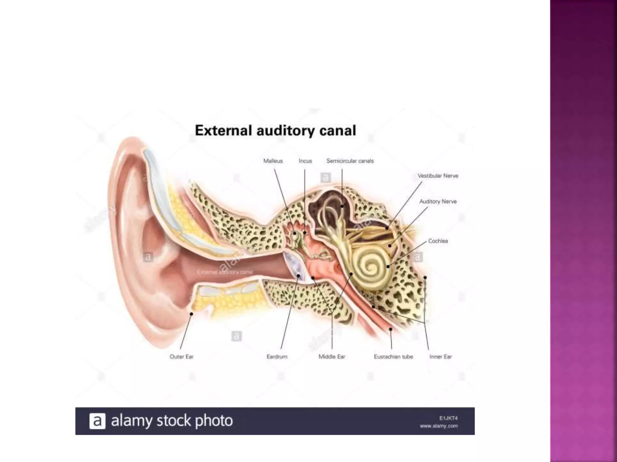 Examination of ear | PPTX