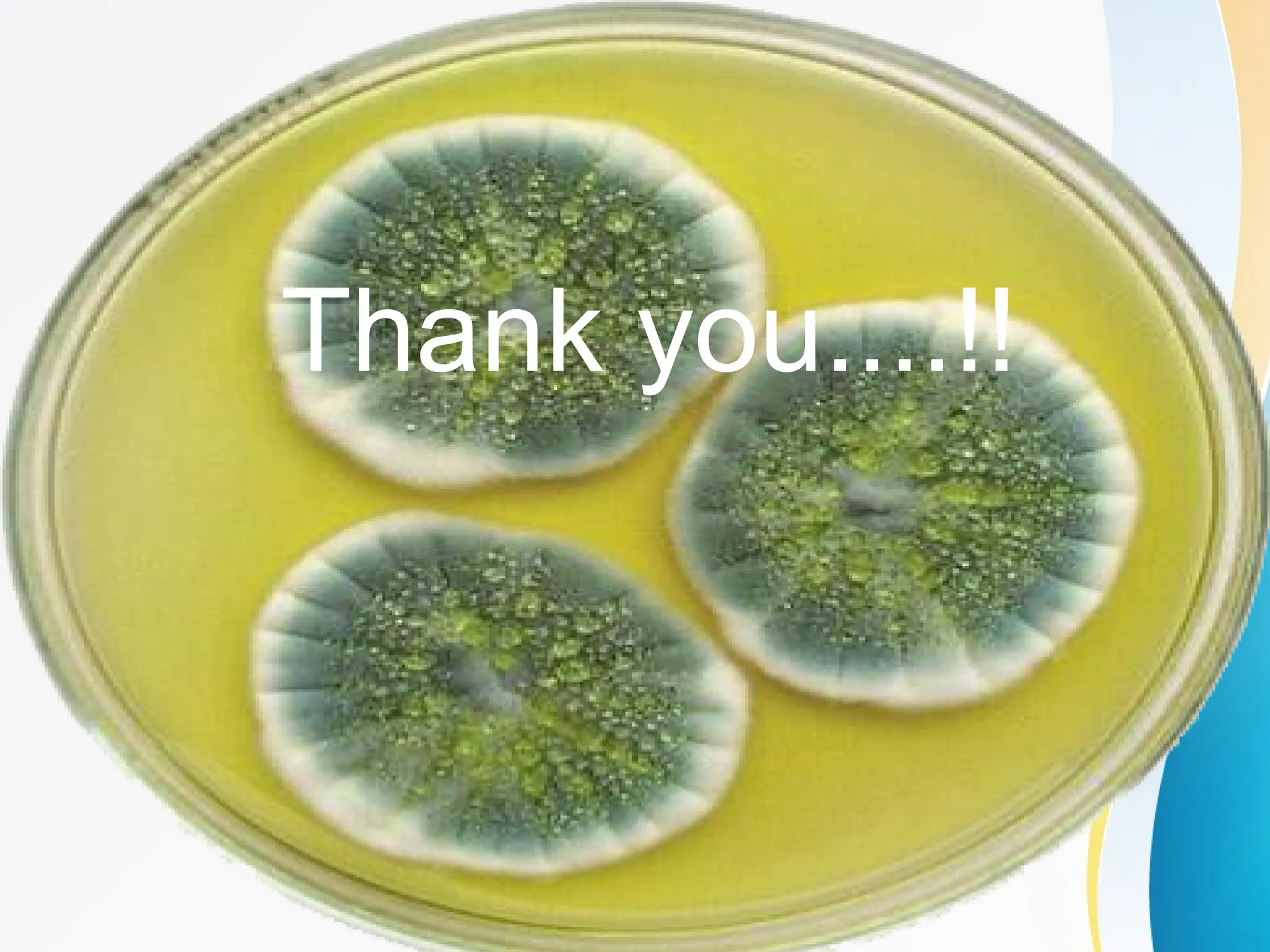 Microscopic Examination of fungi notes for microbiology students.pptx