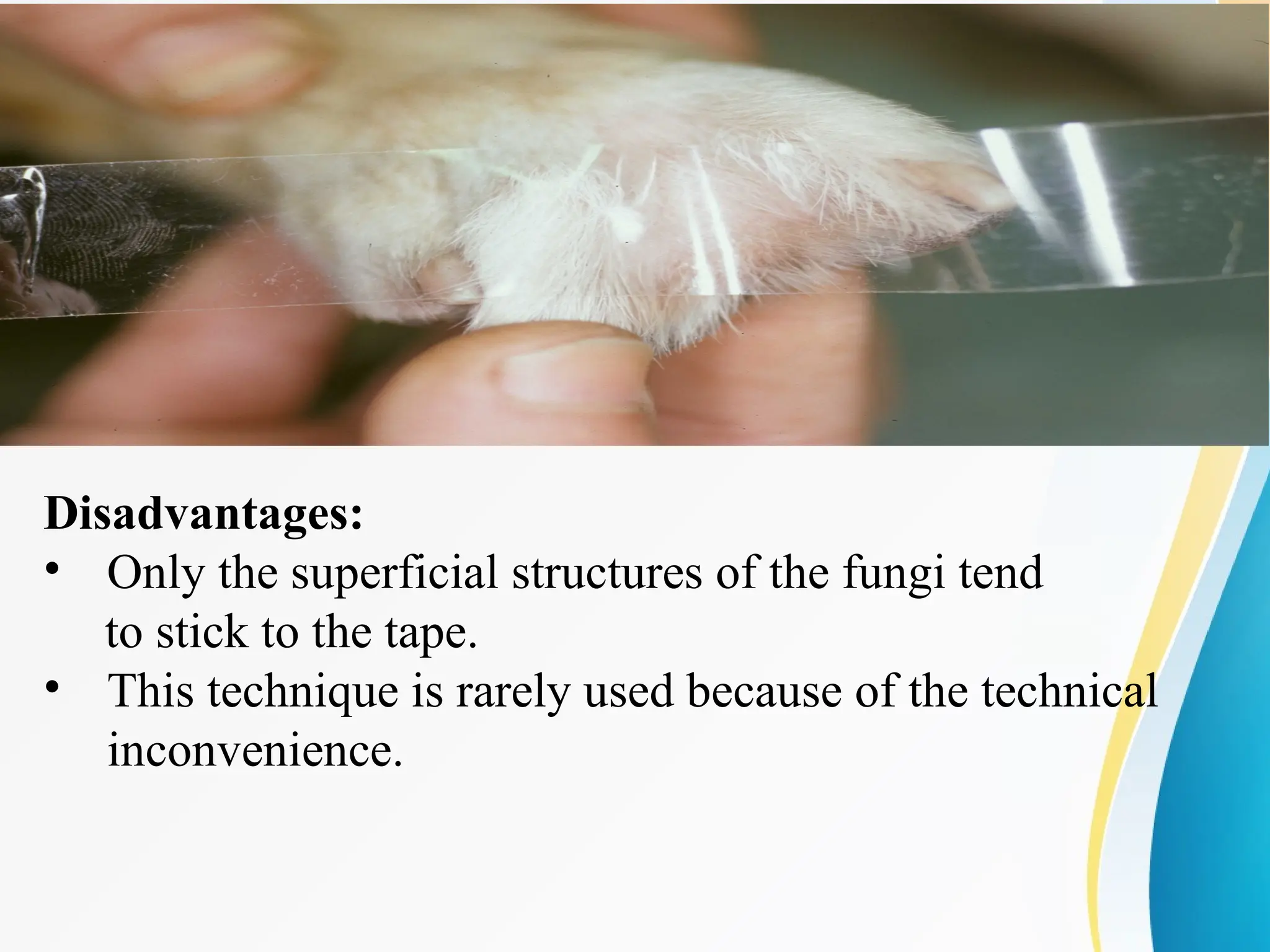 Microscopic Examination of fungi notes for microbiology students.pptx