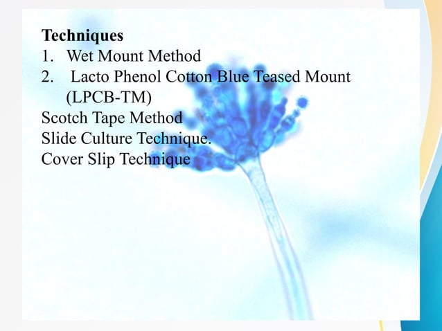Microscopic Examination of fungi notes for microbiology students.pptx