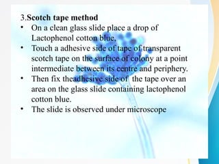 Microscopic Examination of fungi notes for microbiology students.pptx
