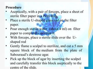 Microscopic Examination of fungi notes for microbiology students.pptx