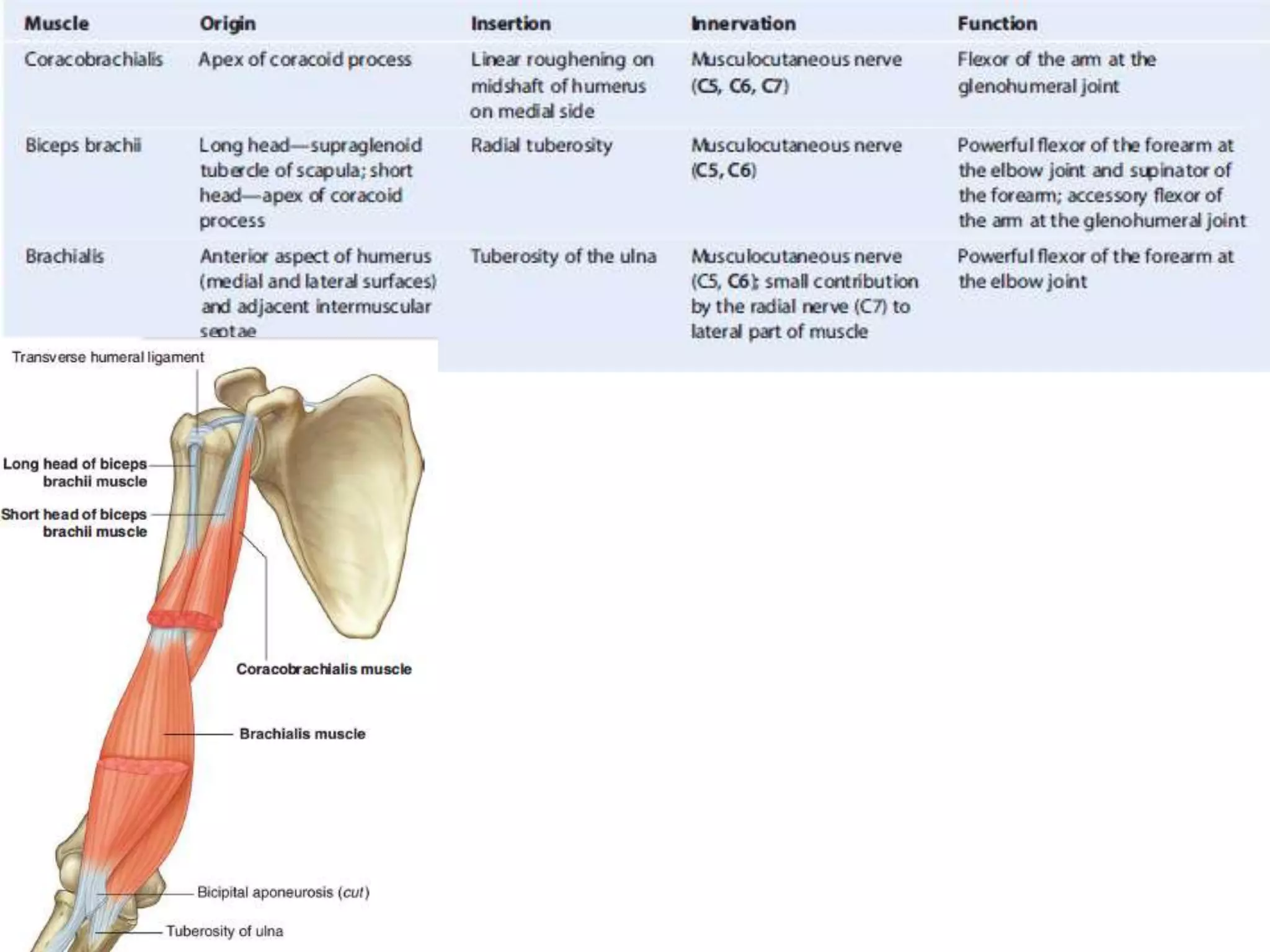 Examination of individual muscles and nerves of upper limb | PPTX