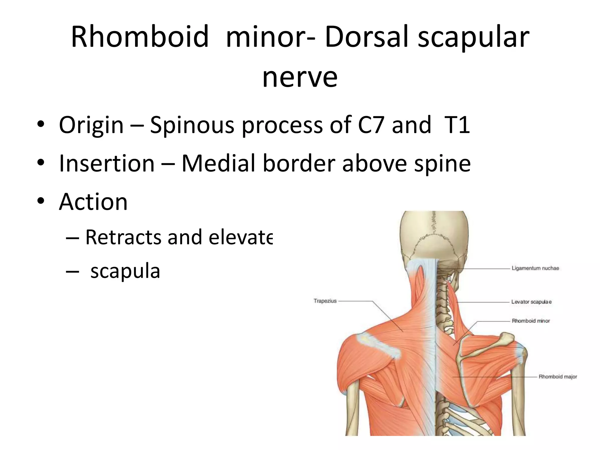 Examination of individual muscles and nerves of upper limb | PPTX